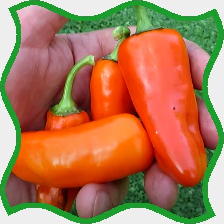 Sweet-Mild Peppers